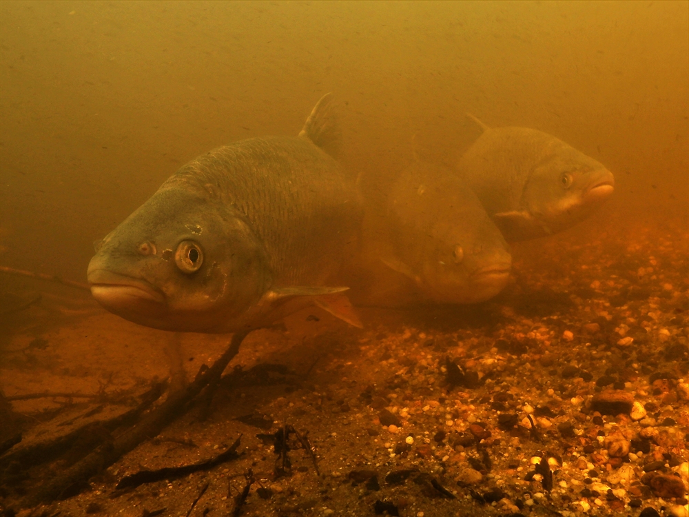 De winde weet de weg in de Hunze - Hunze - provincie Drenthe
